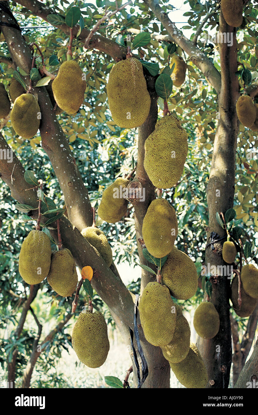 Harvesting jackfruit hi-res stock photography and images - Alamy