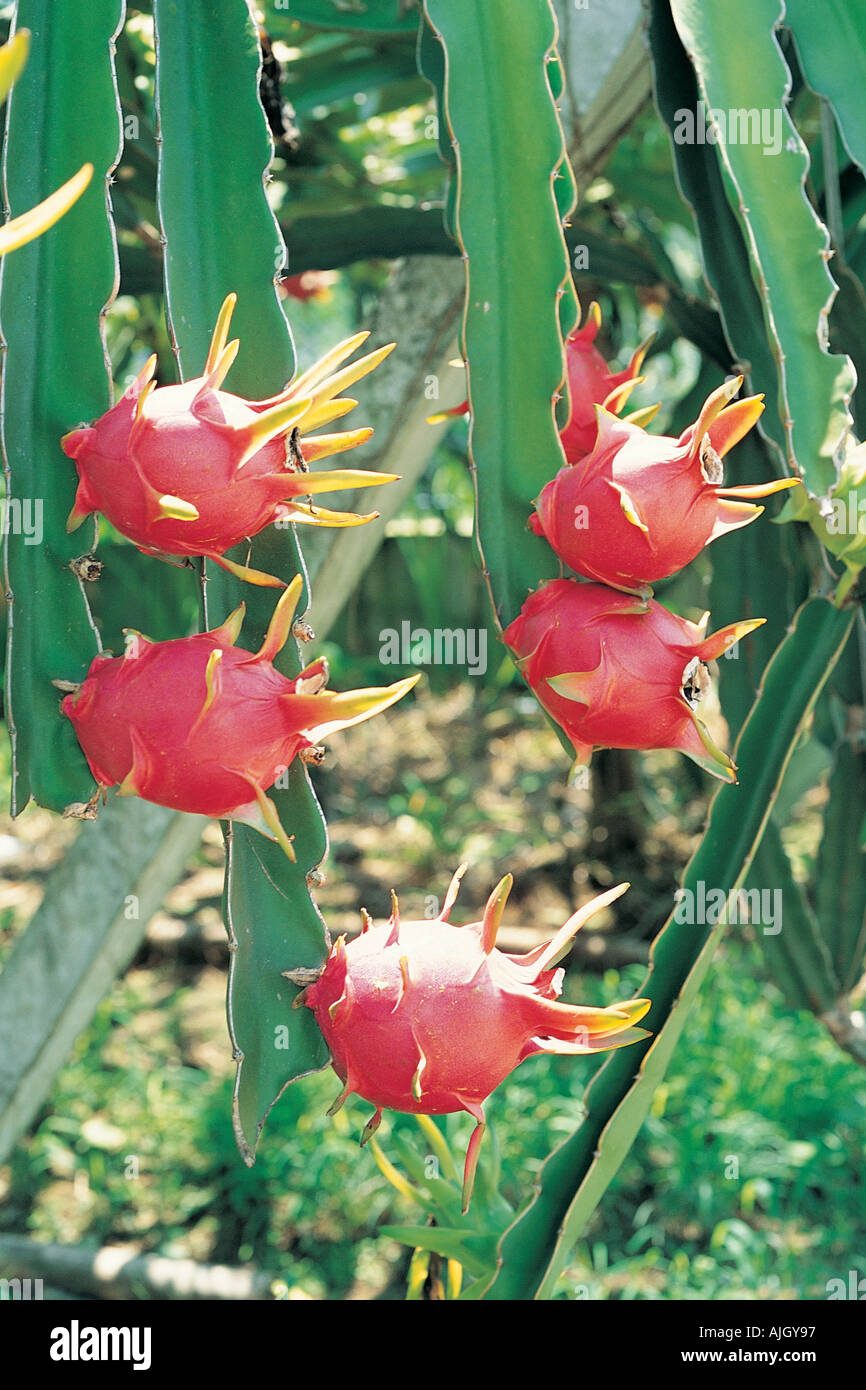 Close up of a dragon fruit plant Stock Photo - Alamy