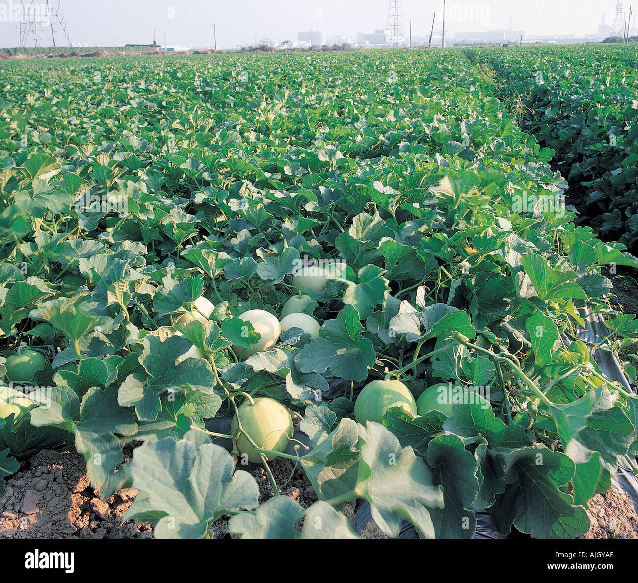 Muskmelon field hi-res stock photography and images - Alamy