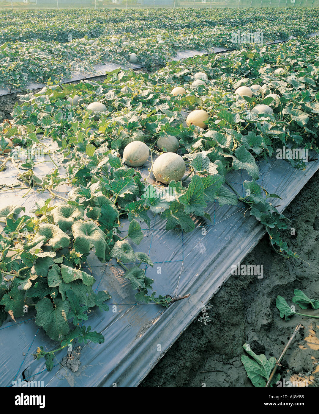 High angle view of a field of gourd vines Stock Photo - Alamy