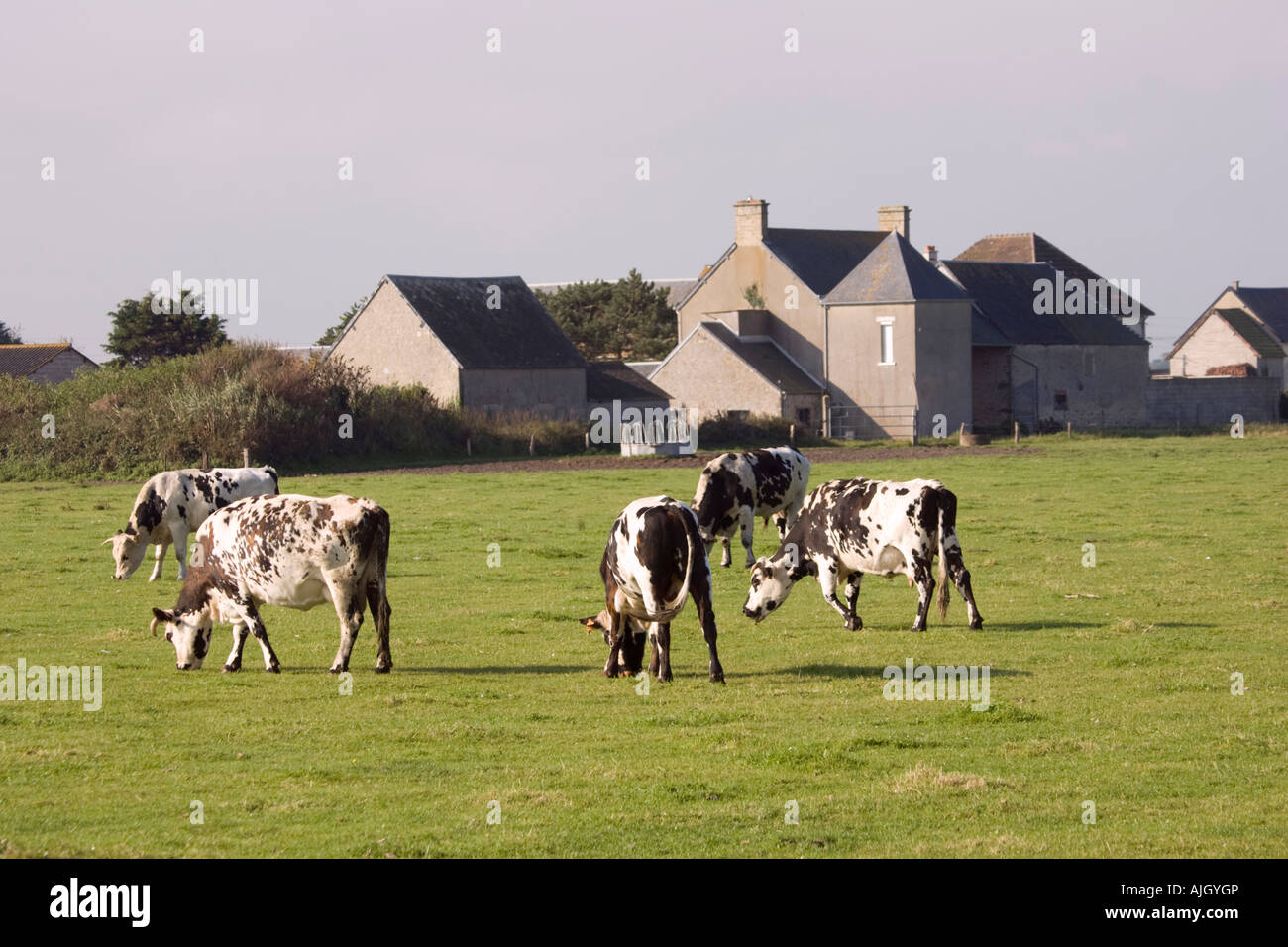 Normande cattle hi-res stock photography and images - Alamy