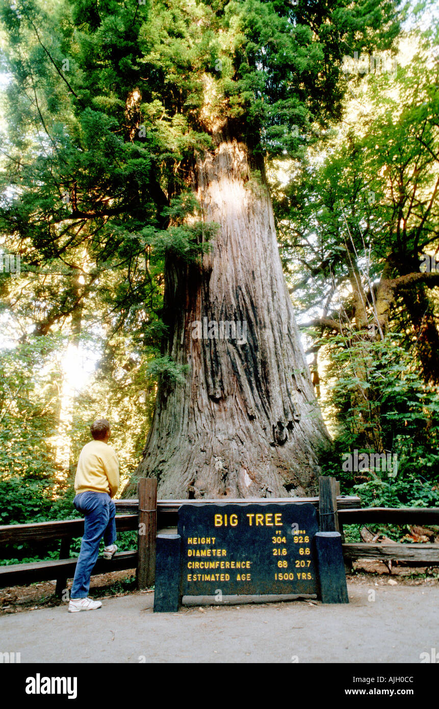 Big Tree Redwood tree in Redwood National Park California Stock Photo ...