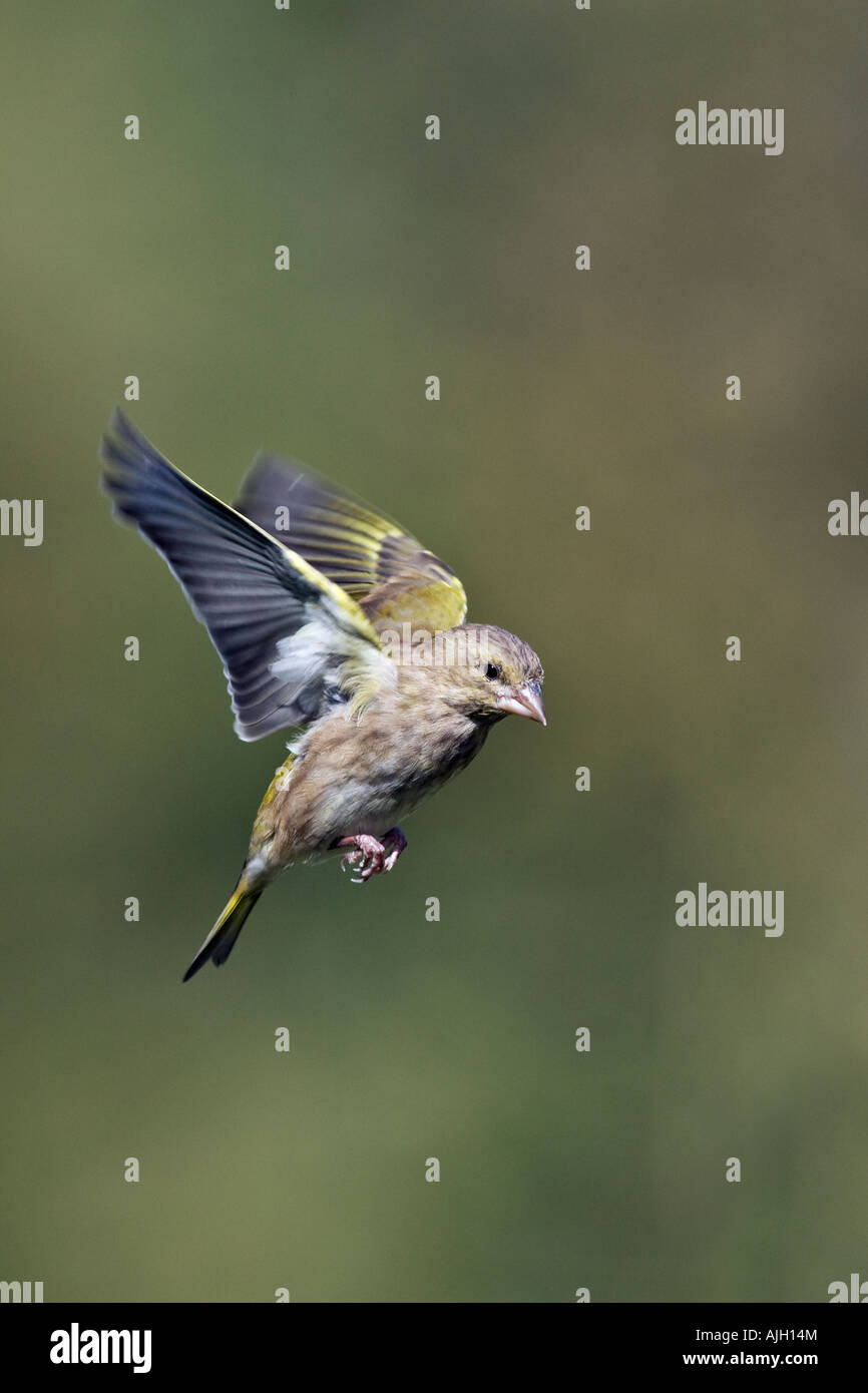 Greenfinch Carduelis chloris in flight Potton Bedfordshire Stock Photo ...