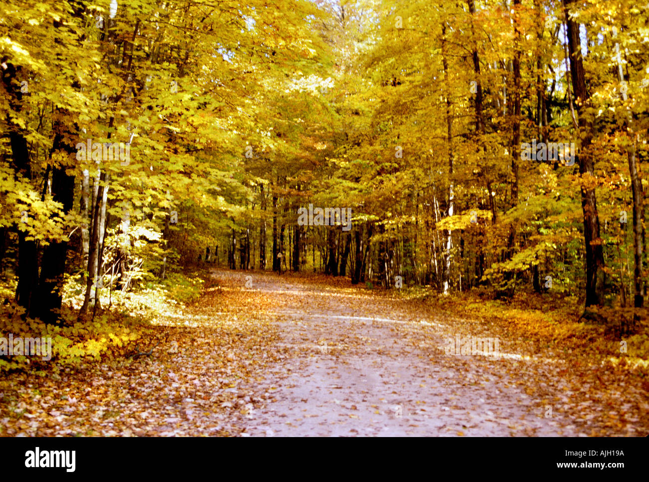 Michigan national forest fun hi-res stock photography and images - Alamy