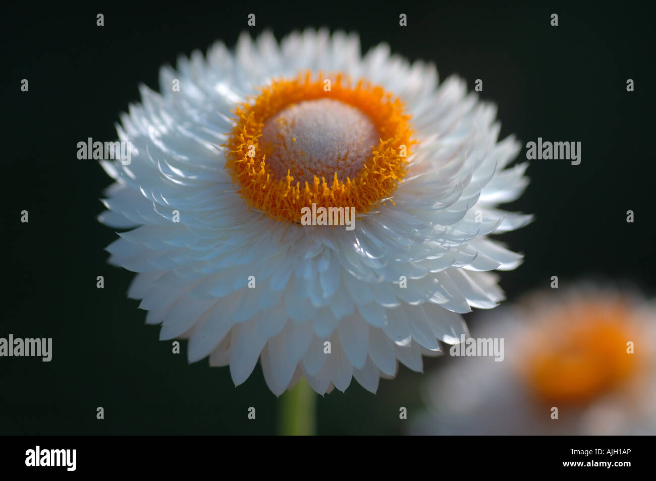 Paper daisy hi-res stock photography and images - Alamy