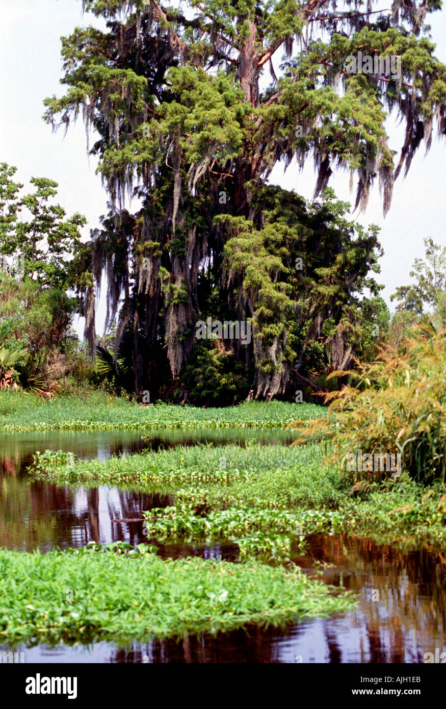 Marchek hi-res stock photography and images - Alamy