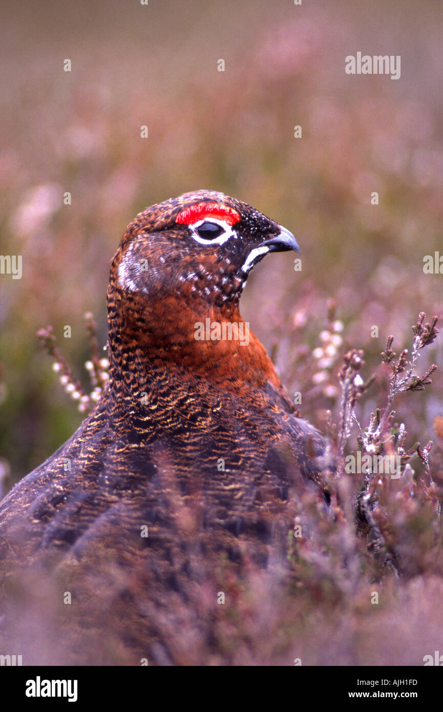 Scottish sporting moor hi-res stock photography and images - Alamy