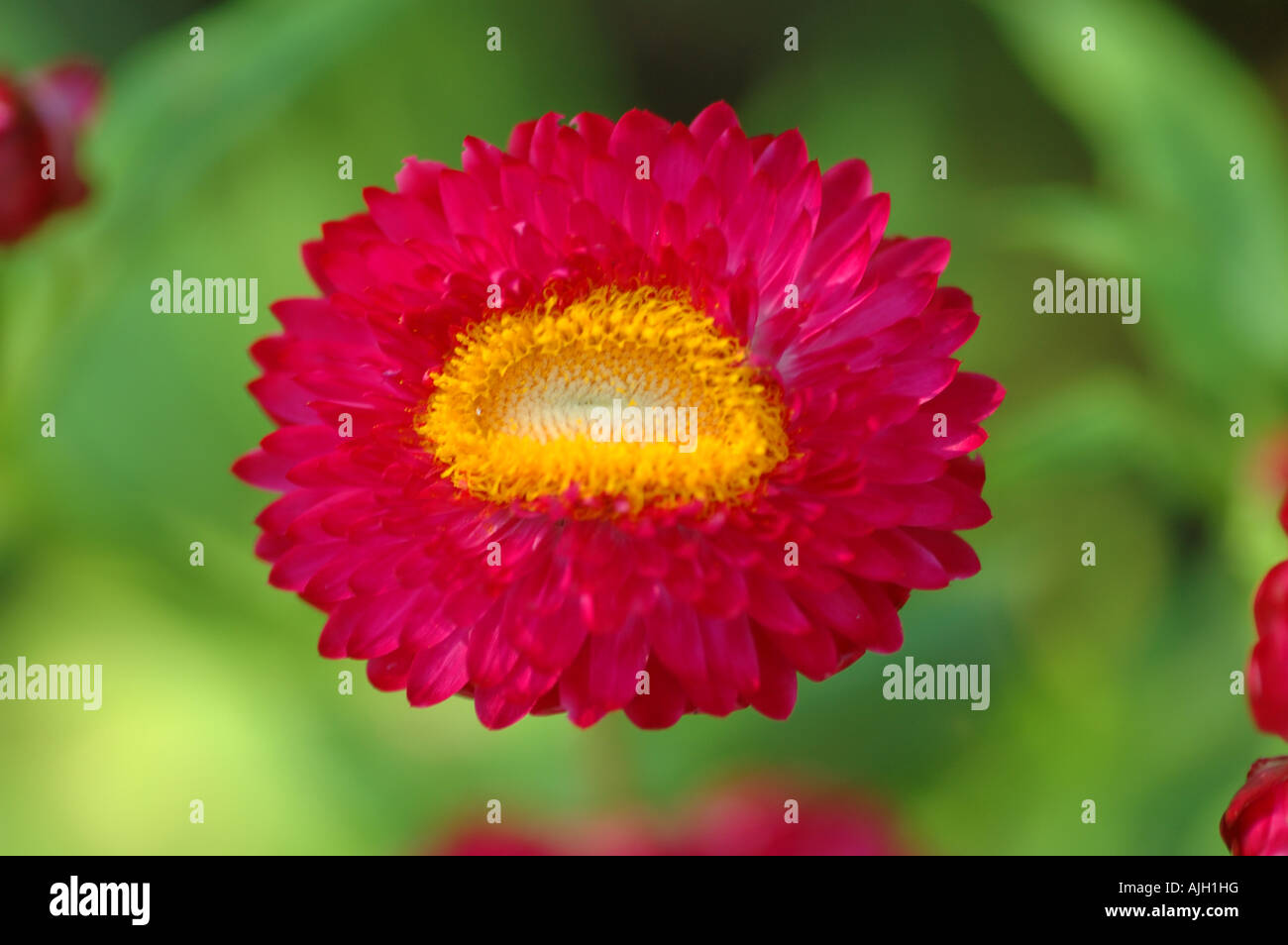 purple yellow paper daisy Stock Photo - Alamy
