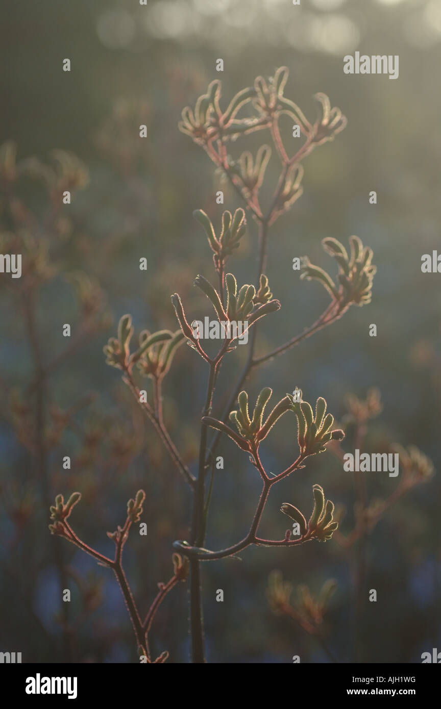 kangaroo paw flowers genus Anigozanthos Stock Photo - Alamy
