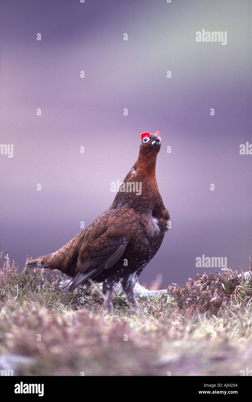 Scottish sporting moor hi-res stock photography and images - Alamy