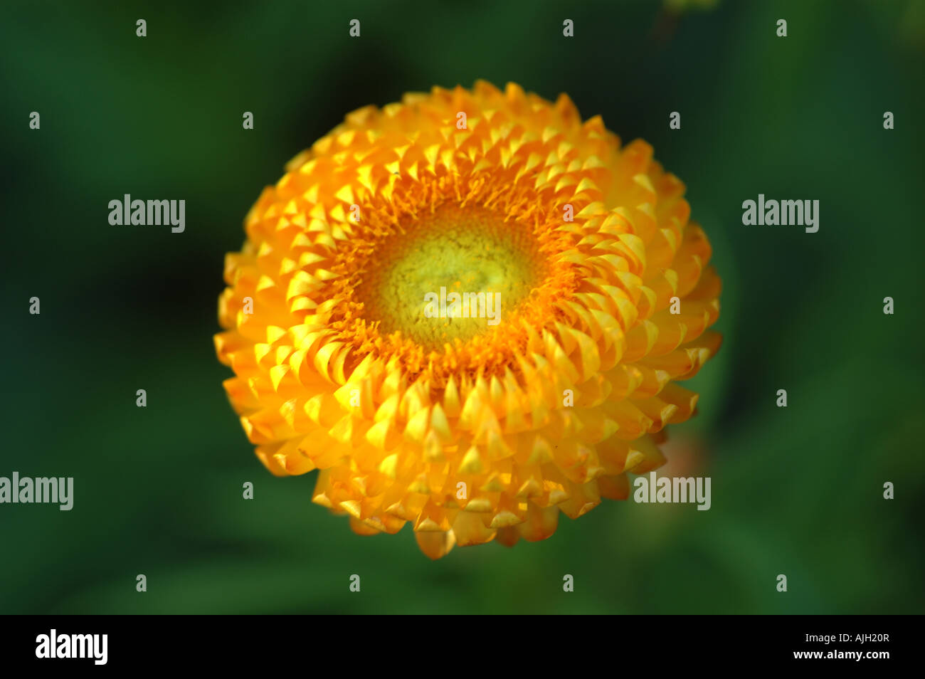 Paper daisy Helichrysum bracteatum Stock Photo - Alamy