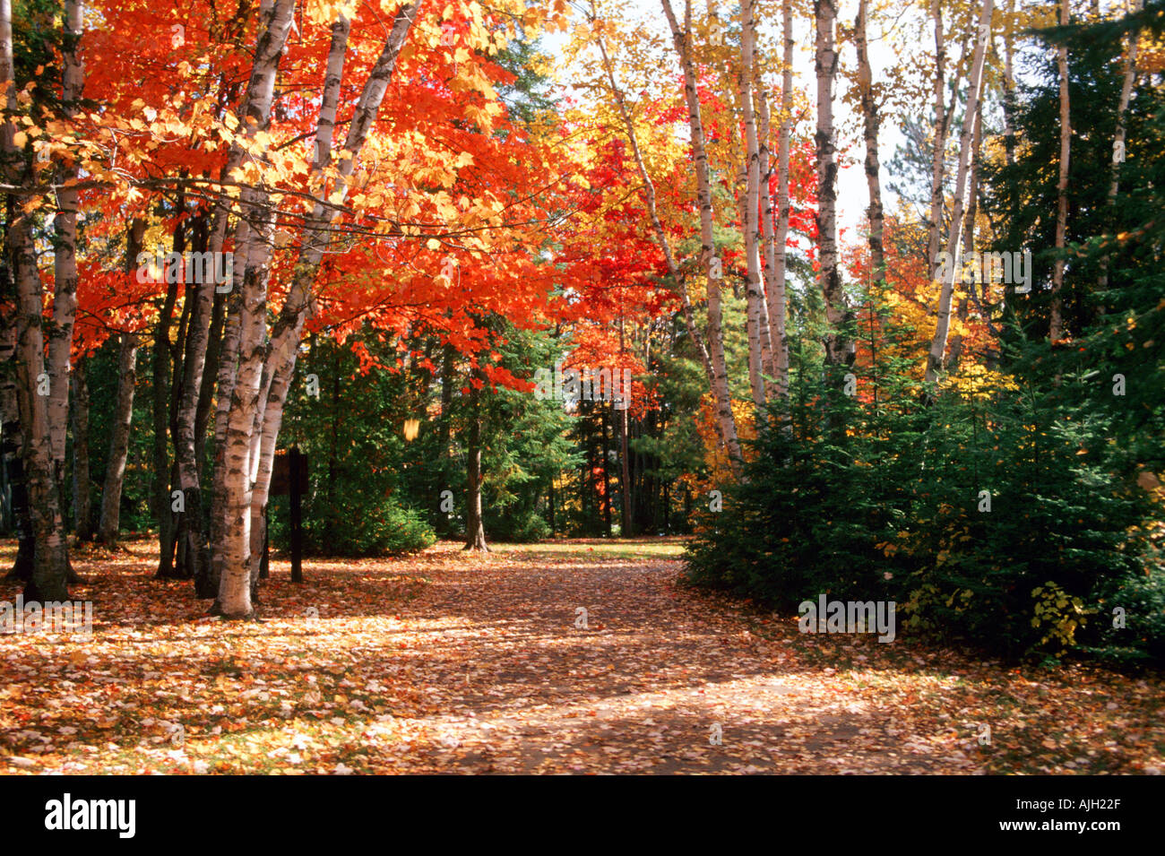 Michigan Upper Peninsula Tahquamenon Falls State Park in autumn Stock ...