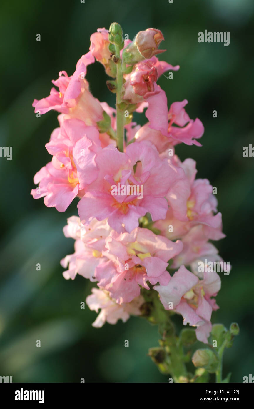 Antirrhinum majus double Snapdragon Stock Photo - Alamy