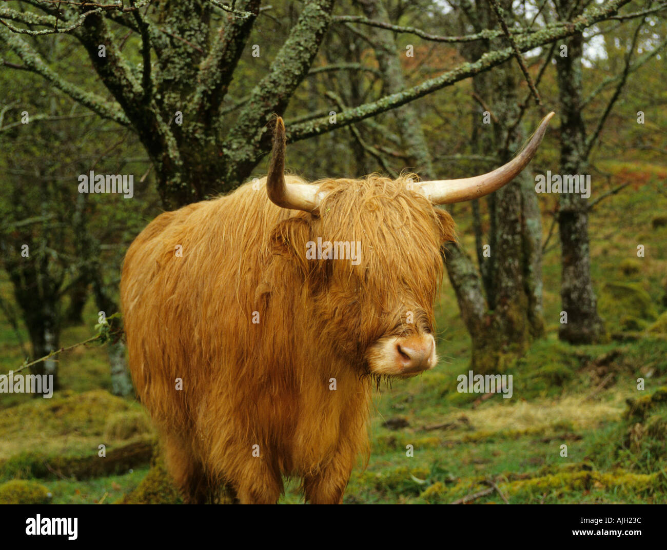 Highland Cattle adult Scotland Stock Photo - Alamy