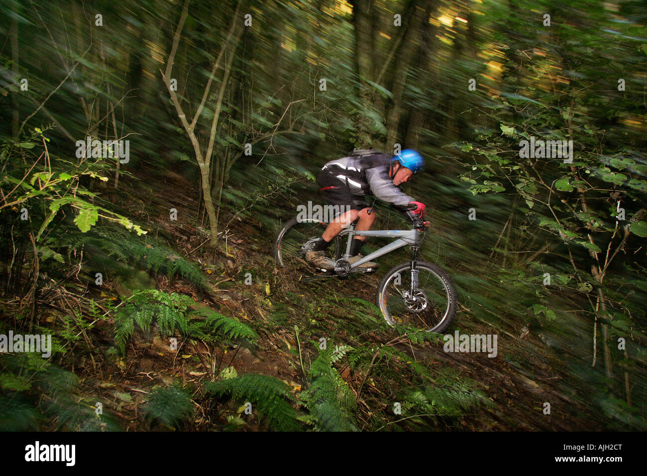 Mountain biker riding down hill through native forest Nelson New ...
