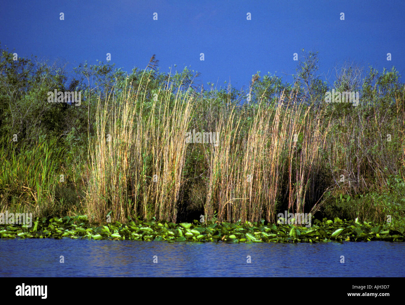 Typical eco system with water saw grasses and brush Everglades National ...