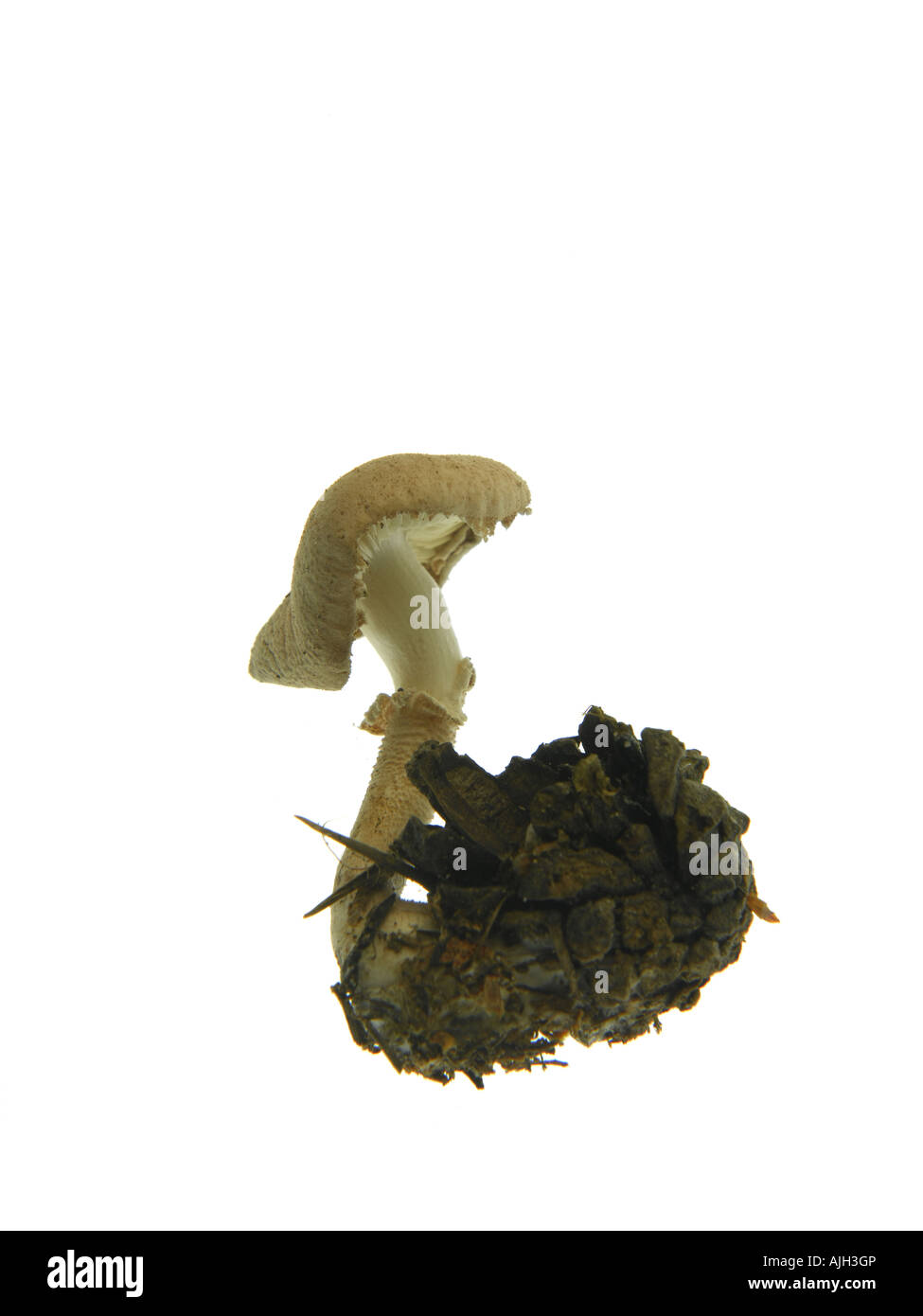 Pearly Powdercap Mushroom Cystoderma carcharias Stock Photo - Alamy