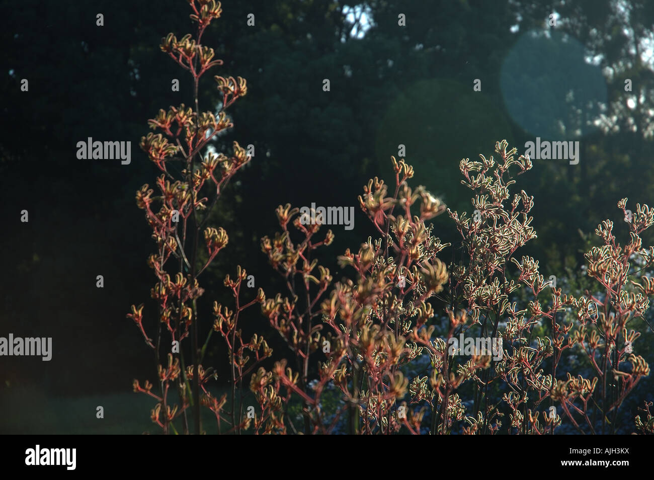 kangaroo paw flowers genus Anigozanthos Stock Photo - Alamy