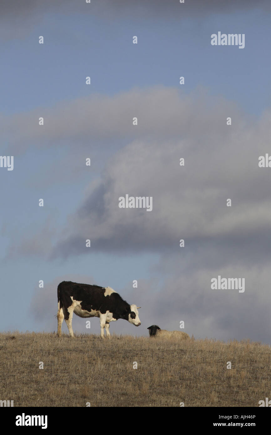 Cow and lamb on rise Stock Photo - Alamy