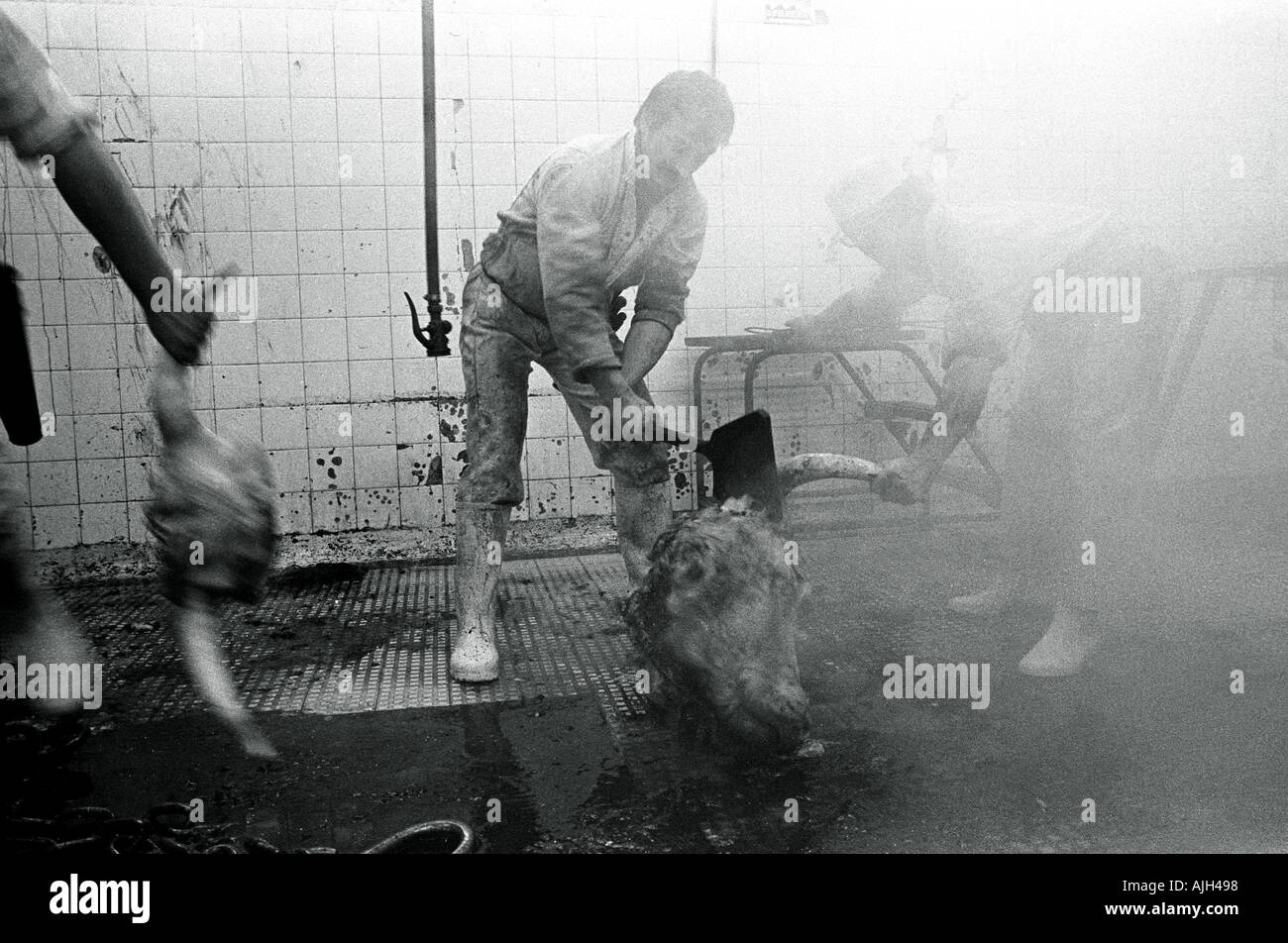 Cow slaughterhouse hi-res stock photography and images - Alamy