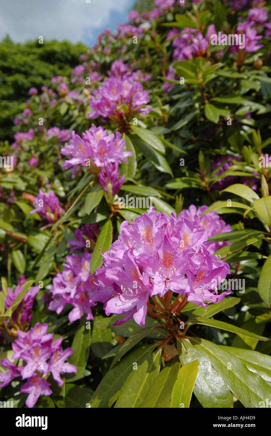 Rhododendron ponticum scotland hi-res stock photography and images - Alamy