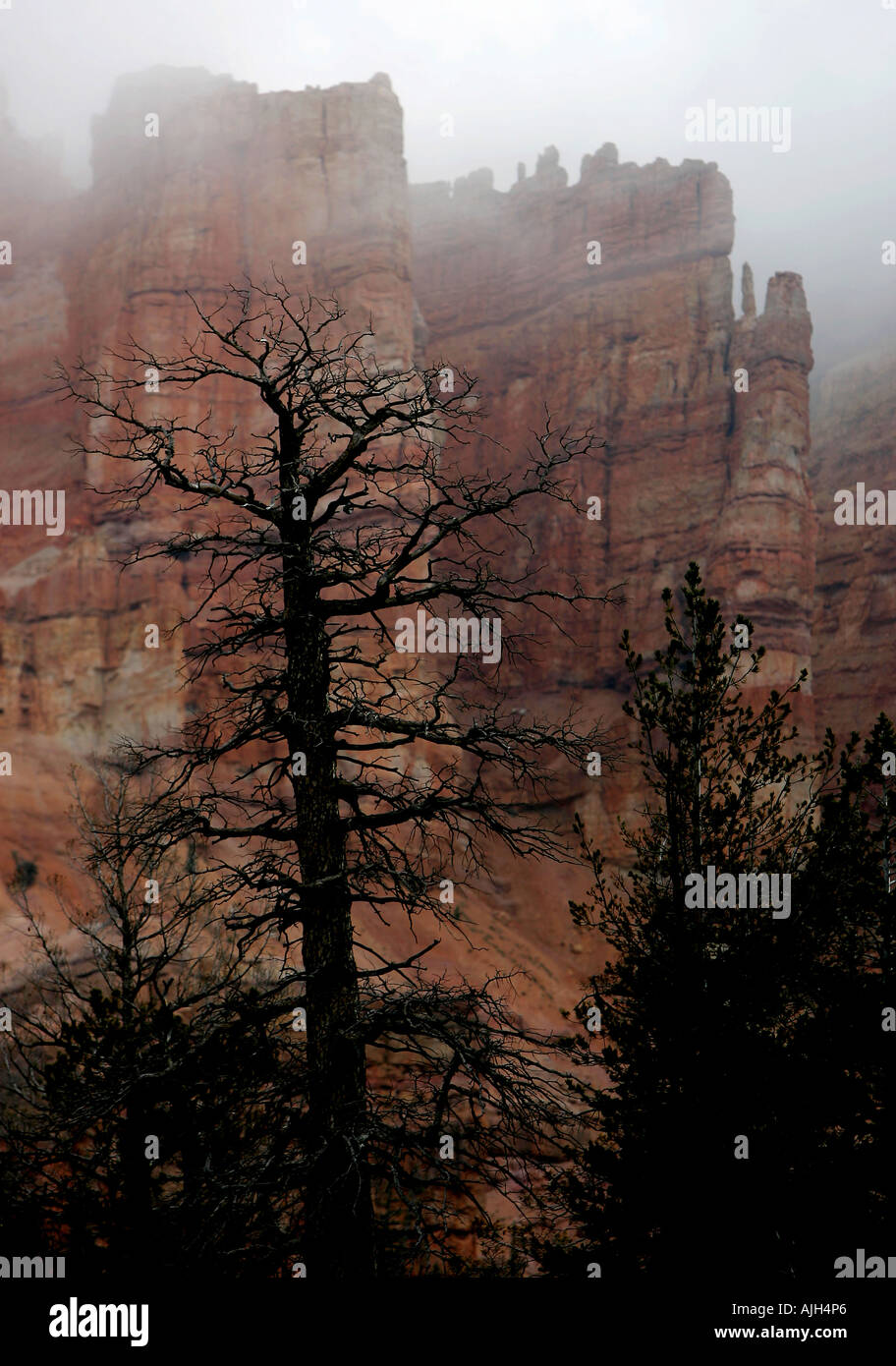 Cedar Breaks National Park in Utah, United States of America Stock ...