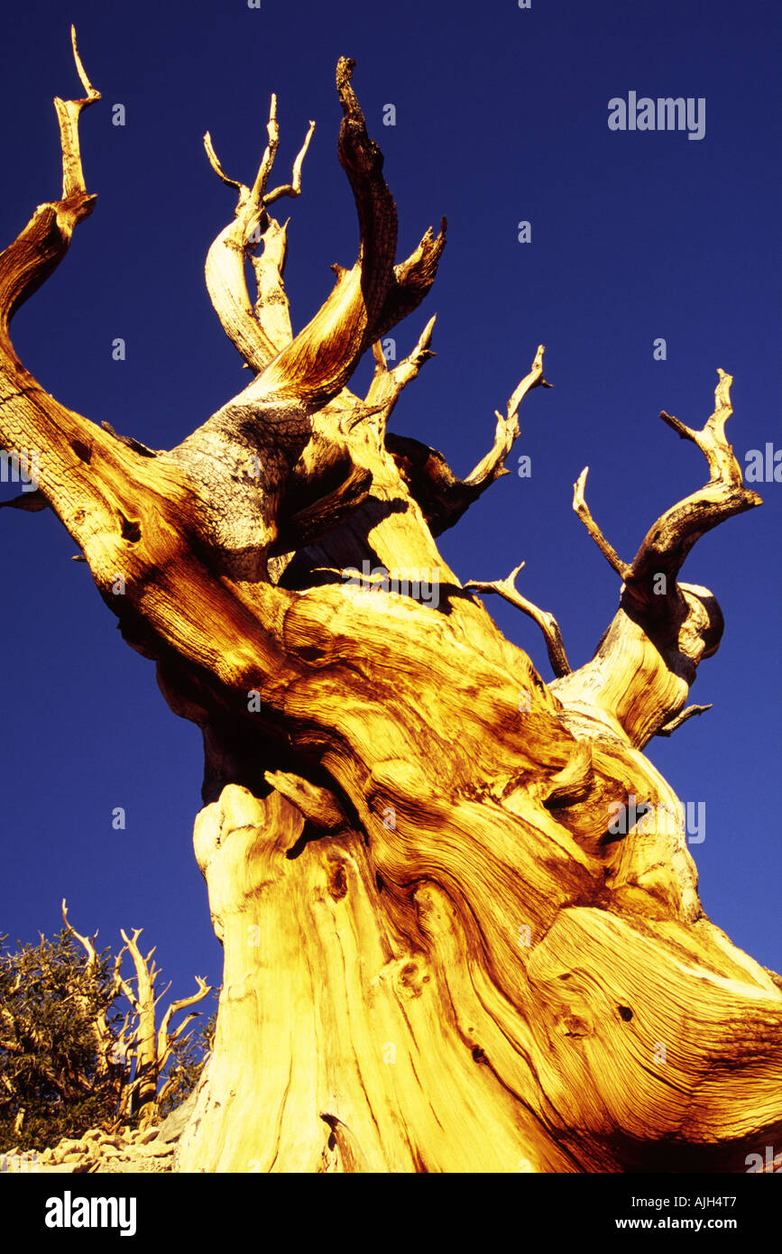 Ancient Bristlecone tree, White Mountains, California, USA Stock Photo ...