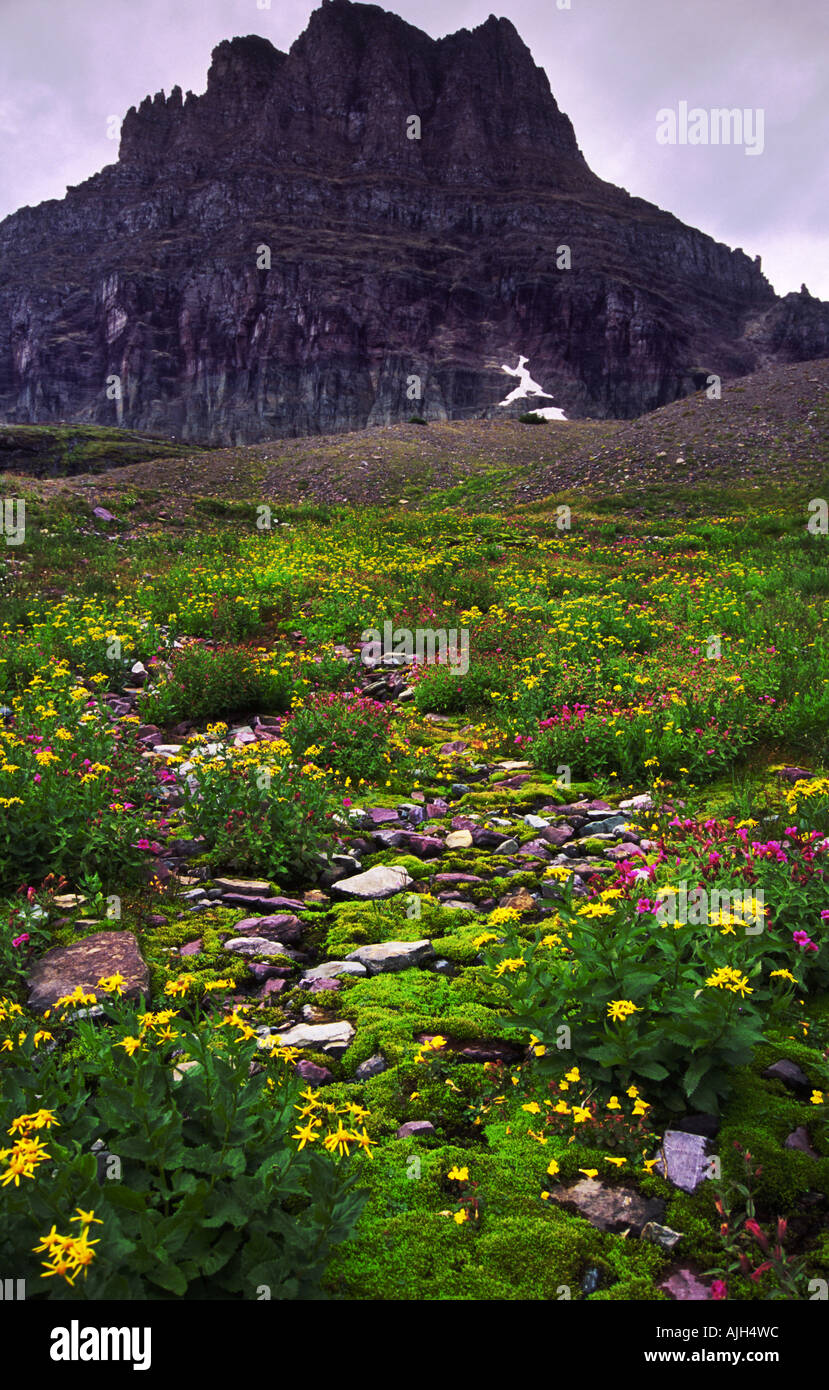 Spring in Logan Pass, Glacier National Park, Montana, USA Stock Photo ...