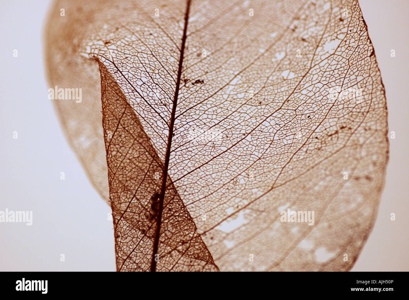 skeleton of leaf Stock Photo - Alamy