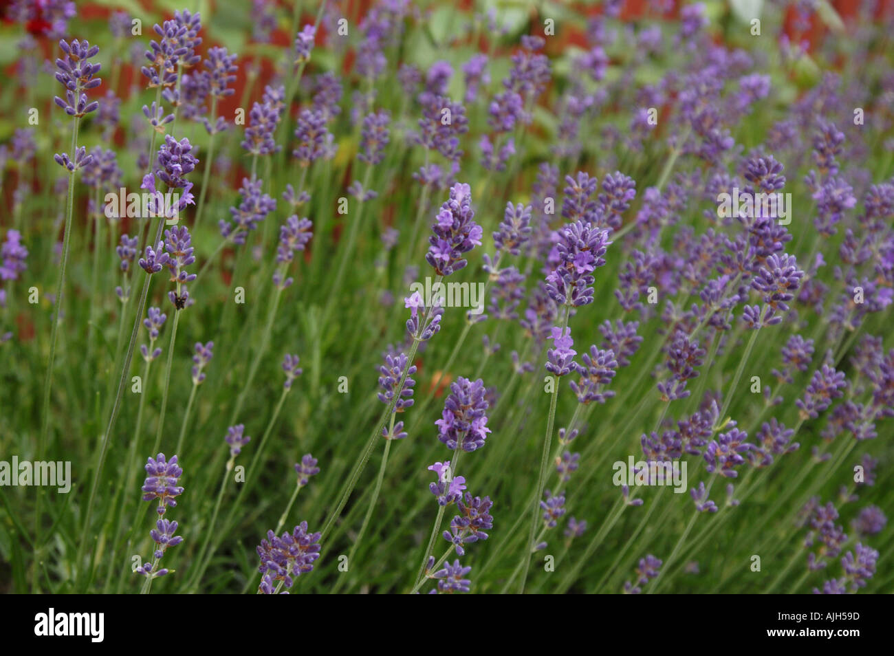 Lavandula, common name lavender, perennial flowering plant in the mints ...