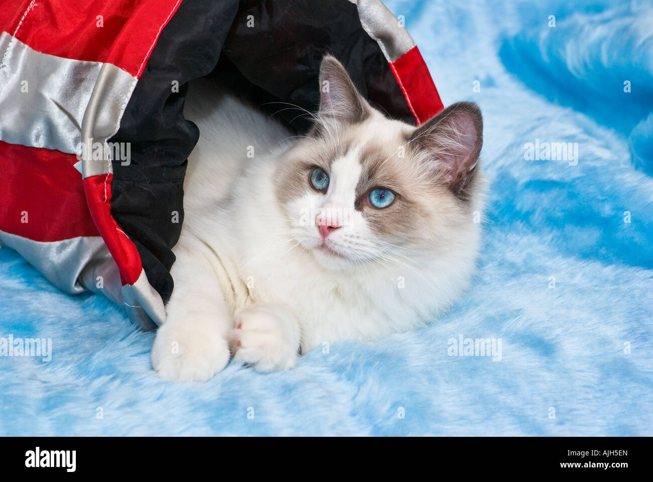 Blue bicolour Ragdoll male kitten age six months in Wiltshire England ...