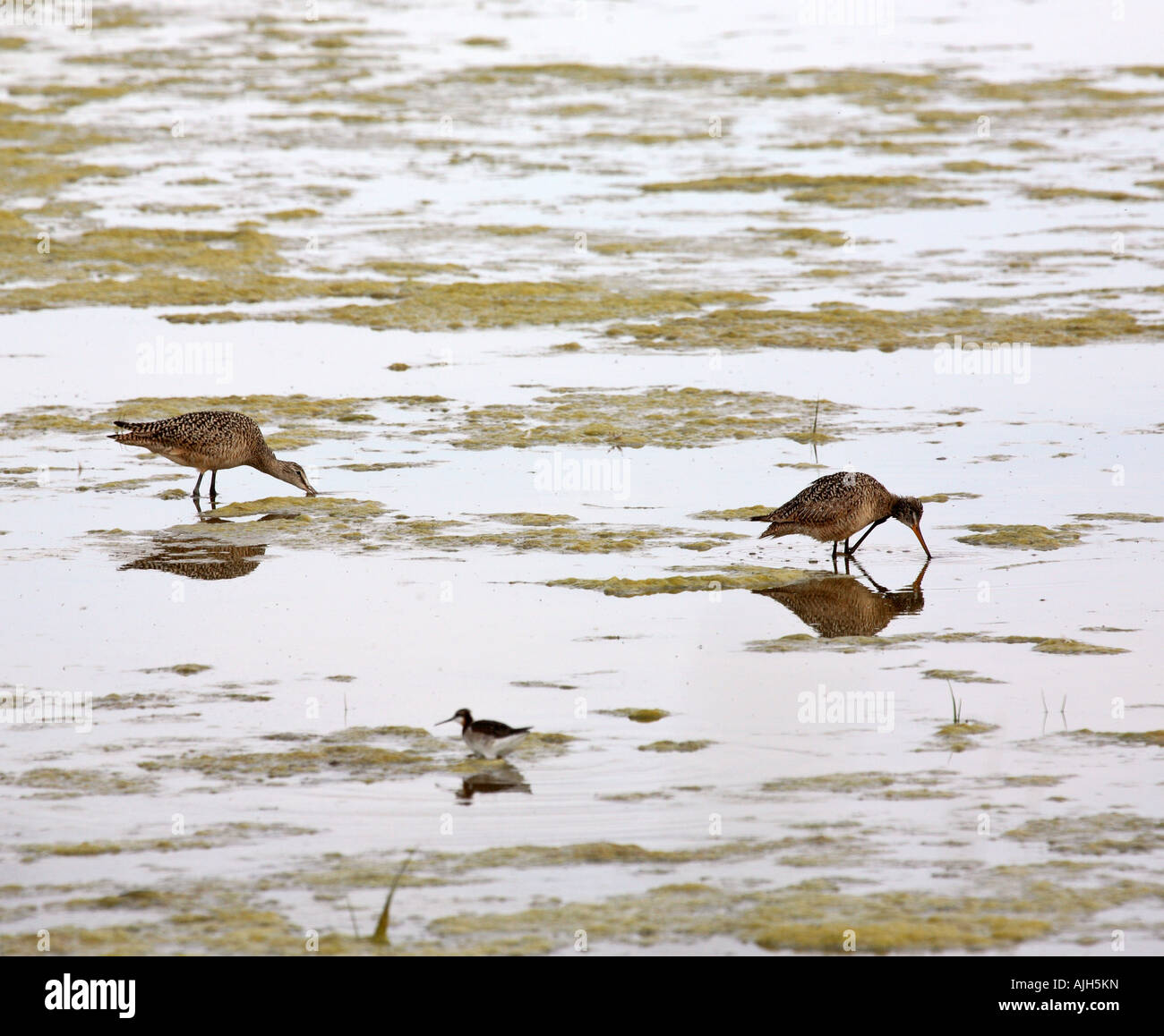 Shorebirds feeding at Chaplin Lake marshes Stock Photo - Alamy