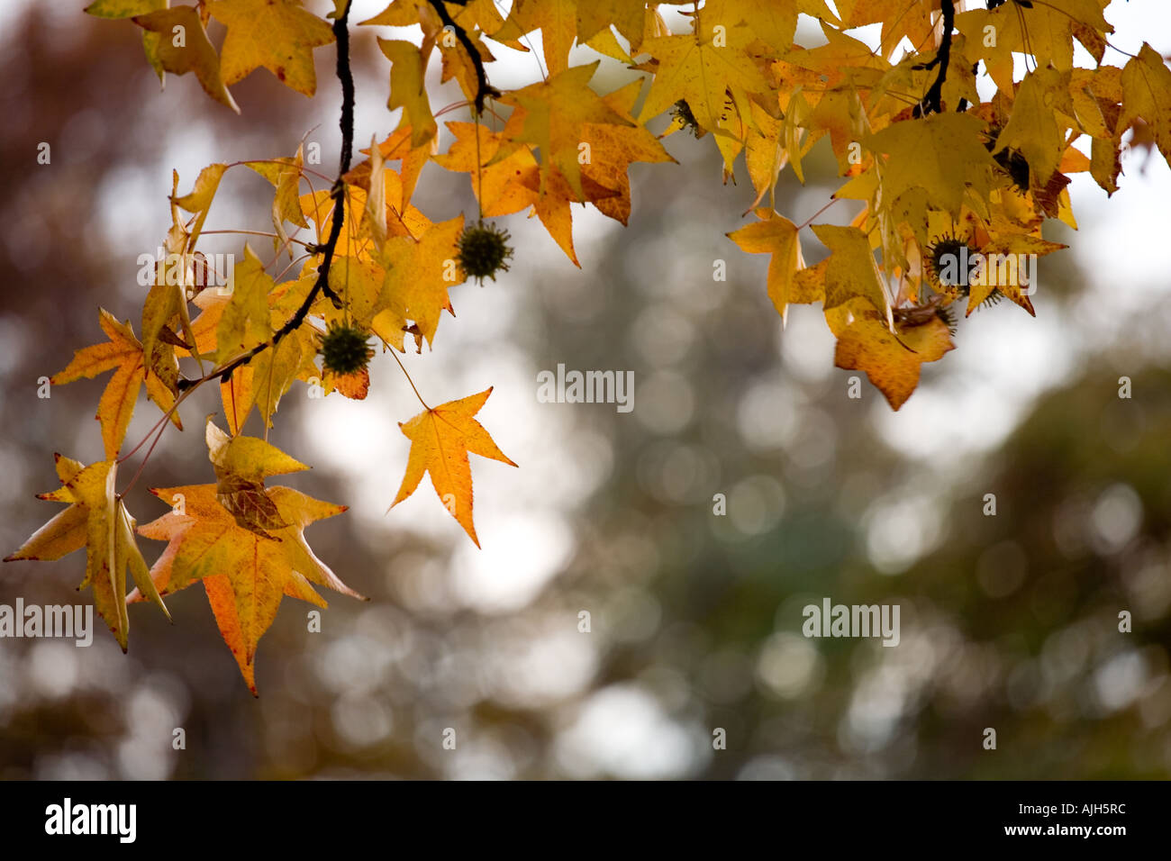 American Sweetgum Tree in Fall Stock Photo - Alamy