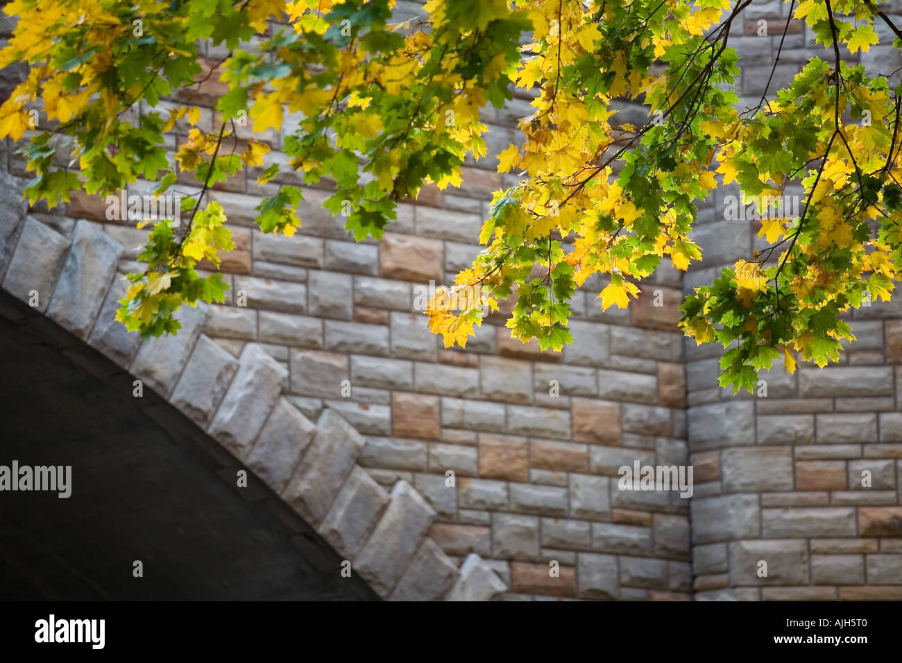 Maple Tree in Early Fall Stock Photo - Alamy