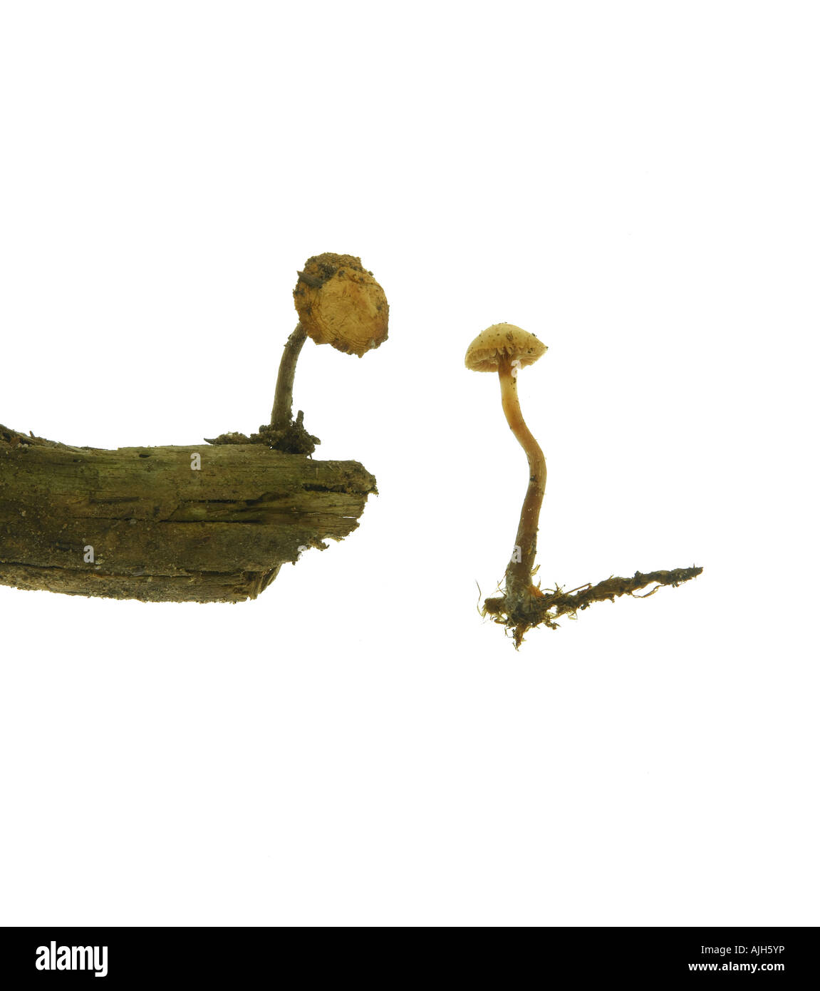 Funeral Bell Mushroom Galeriana marginata Stock Photo - Alamy