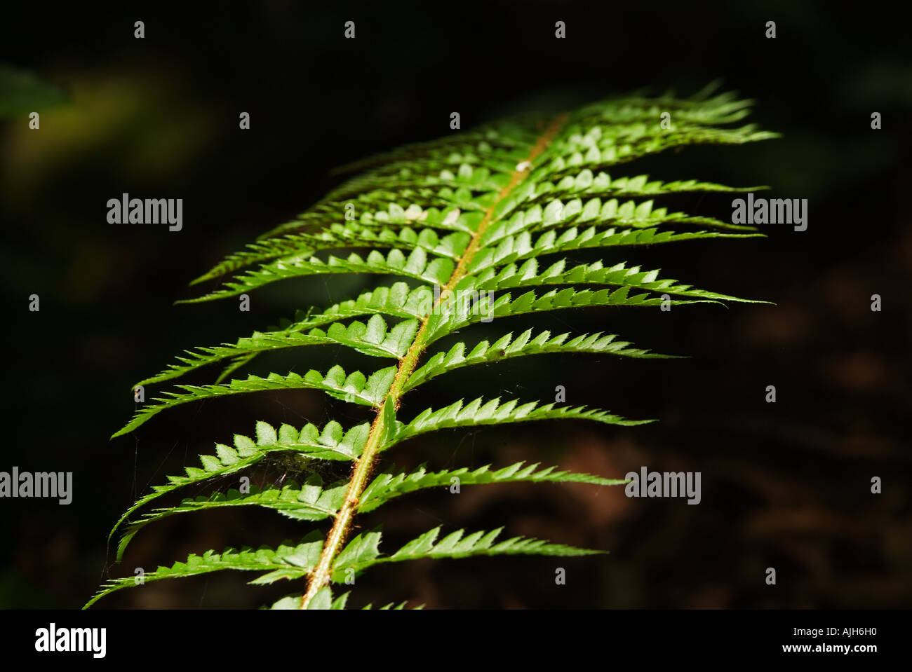 Fan fern hi-res stock photography and images - Alamy
