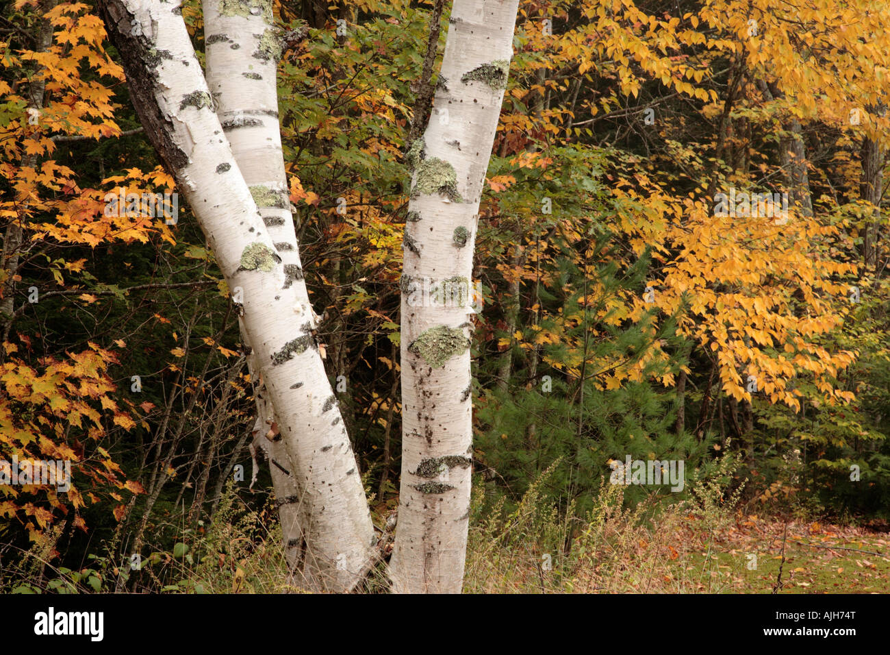 Birch tree during the autumn months in a New Hampshire forest Stock ...