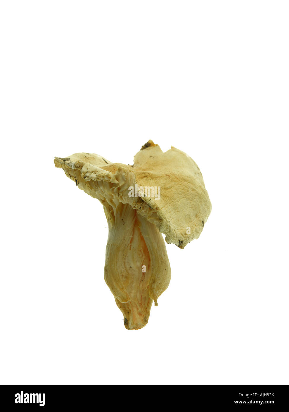 Waxy caps hi-res stock photography and images - Alamy