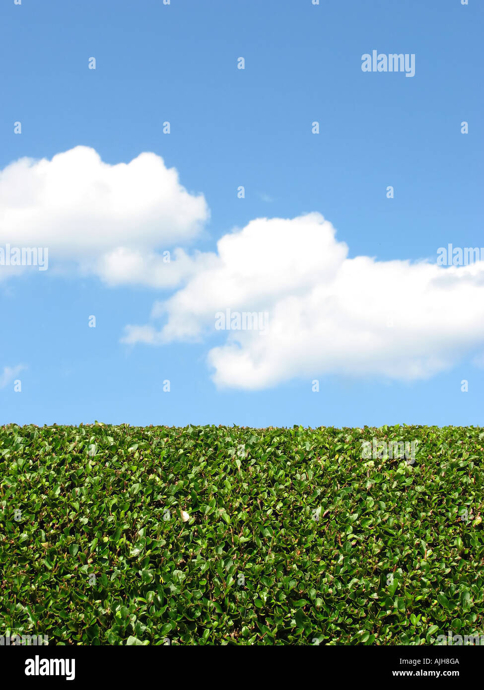 Neatly cut hedge with clouds Stock Photo - Alamy