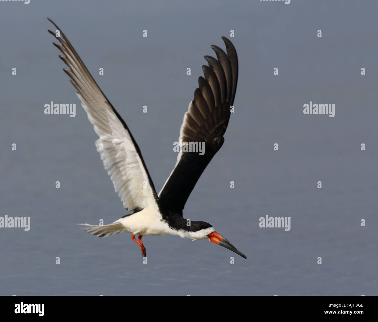 V shaped wings hi-res stock photography and images - Alamy