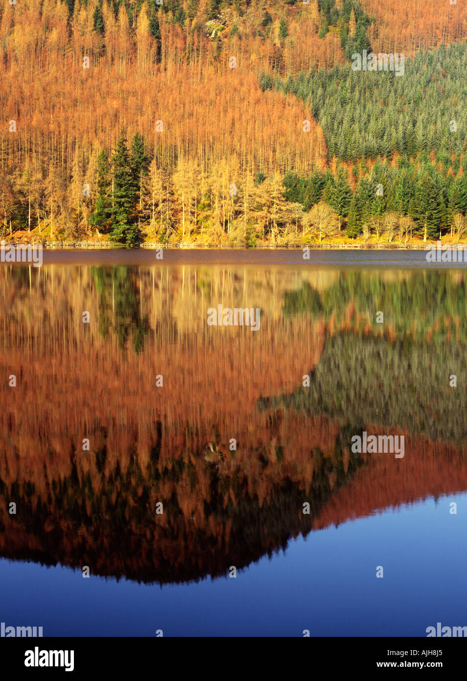 Hillside in full autumn / winter colour in strong sunlight with ...