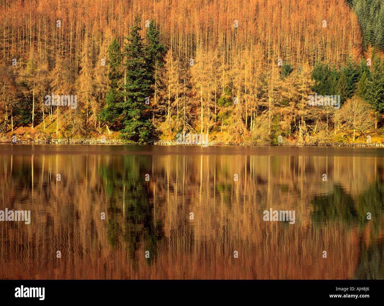Hillside in full autumn / winter colour in strong sunlight with ...