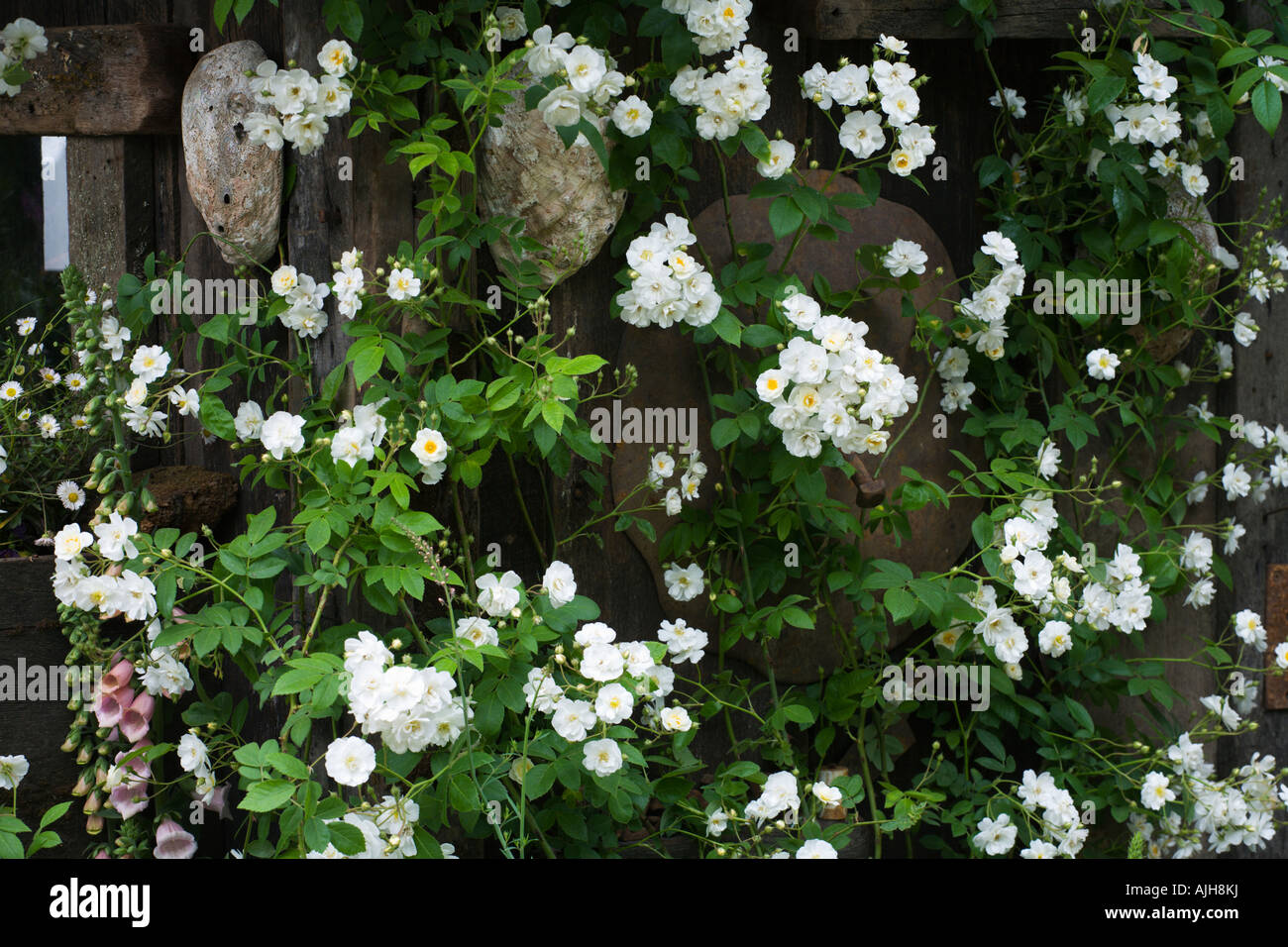 Rosa rambling rector rose hi-res stock photography and images - Alamy