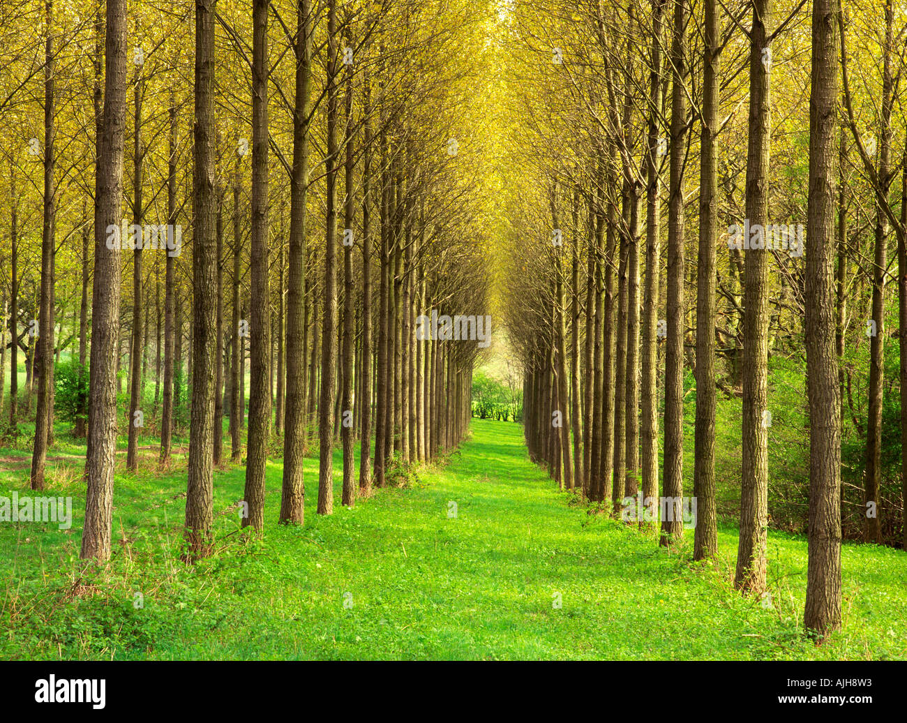 Avenue of upright Poplar trees, shadows cast across avenue at Hope Dale ...