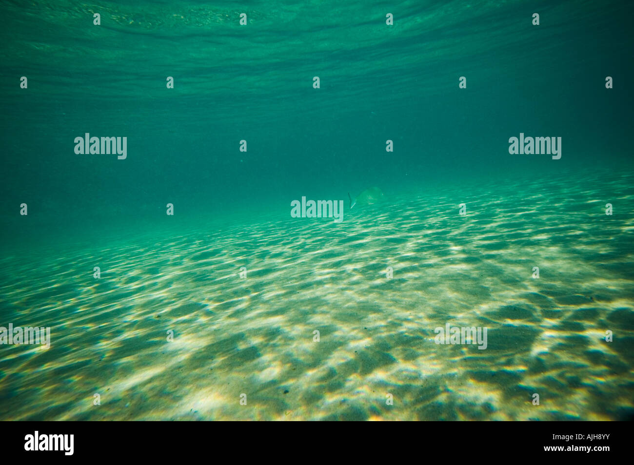 clean clear underwater ocean Stock Photo - Alamy