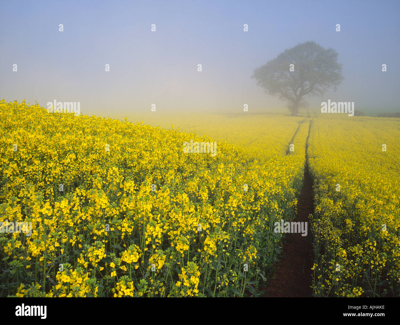 Tree & rape field in mist at Wenlock Edge, Shropshire, England, UK ...