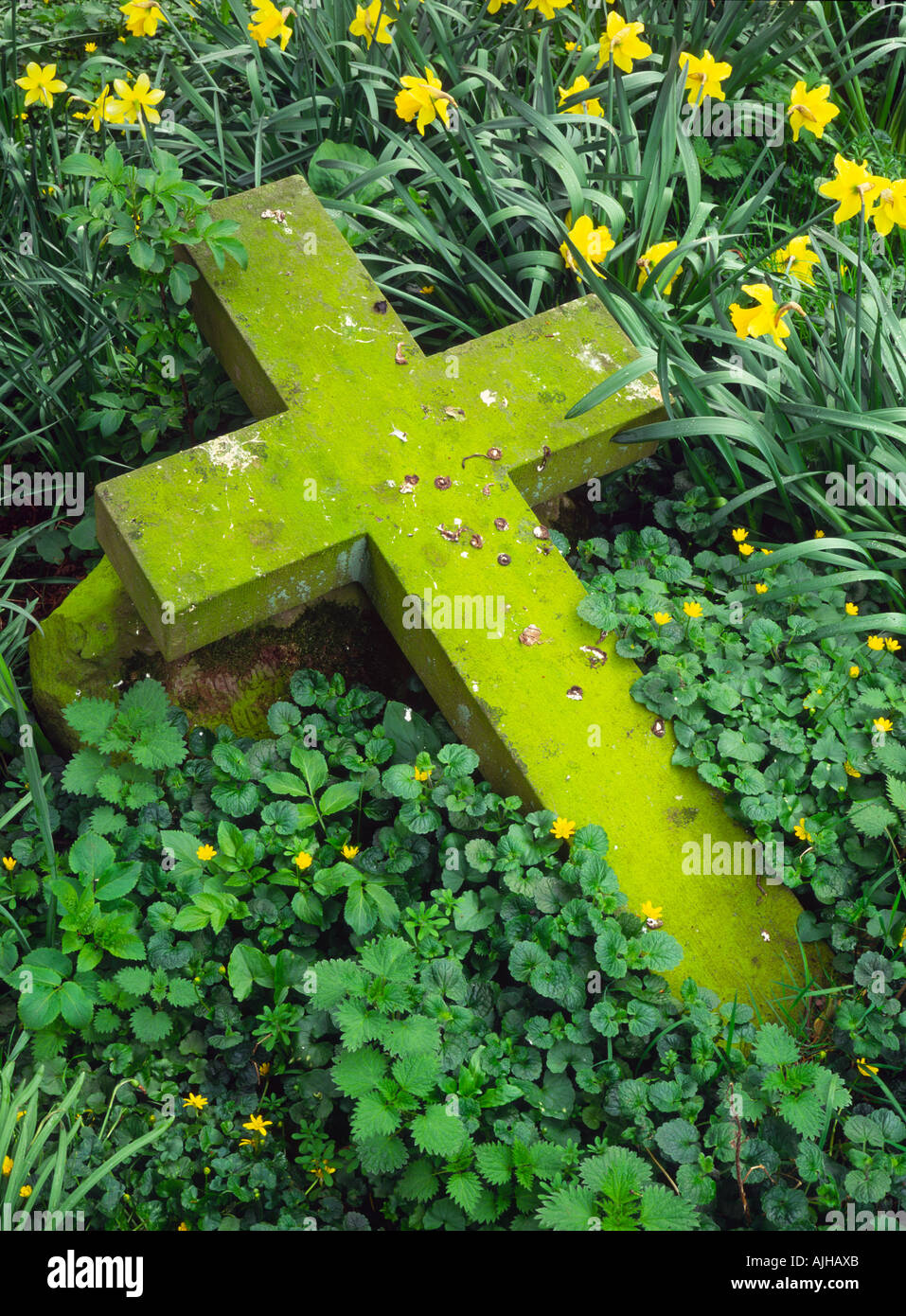 Fallen cross in an overgrown English country churchyard Stock Photo - Alamy