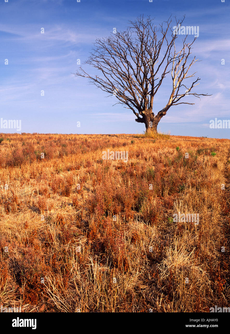 Dead tree on farmland nr Ledbury, Herefordshire, England, UK Stock ...