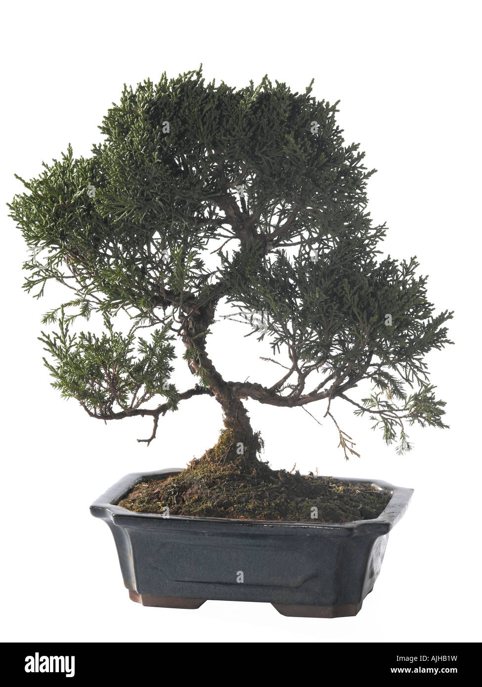 Bonsai art growing miniature Cut Out Stock Images & Pictures - Alamy