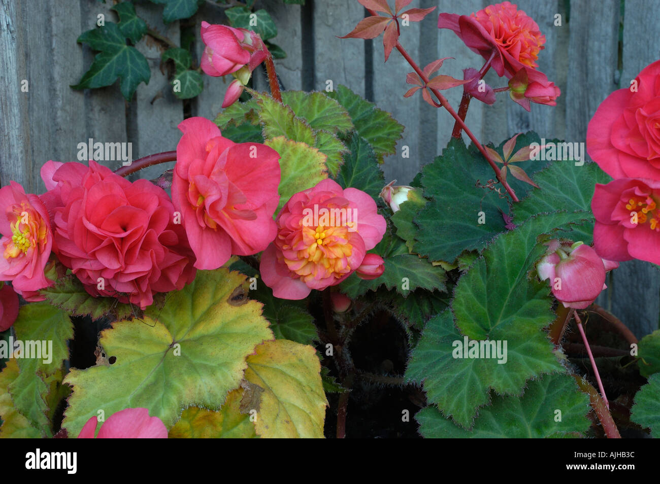 White and red begonias hi-res stock photography and images - Alamy